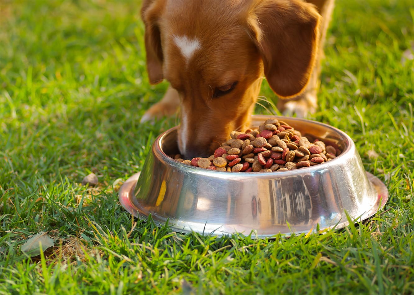 The best way to feed your dog? | Healthy Valley Dog Food | Air-Dried ...